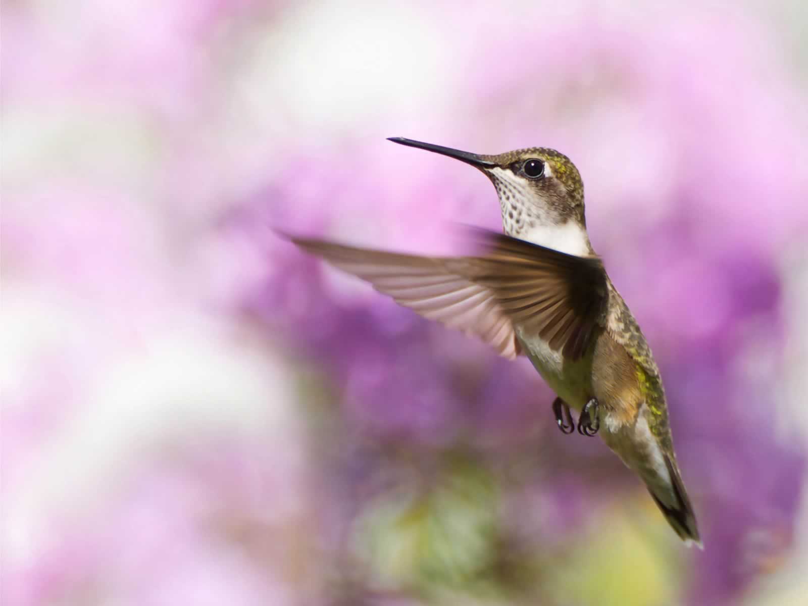 Bird Watching for Beginners (The Ultimate Guide to Watching Birds in 2025)